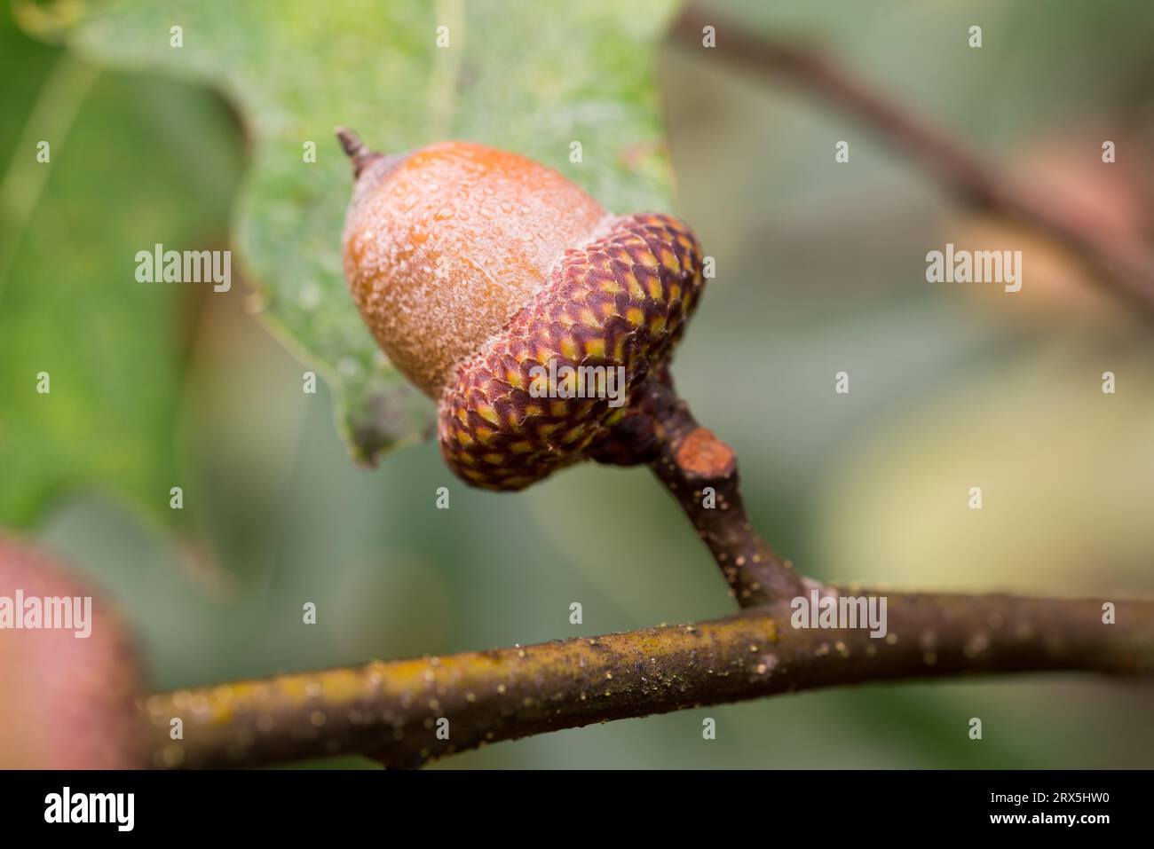 Oak tree branch acorn nut hi-res stock photography and images - Alamy