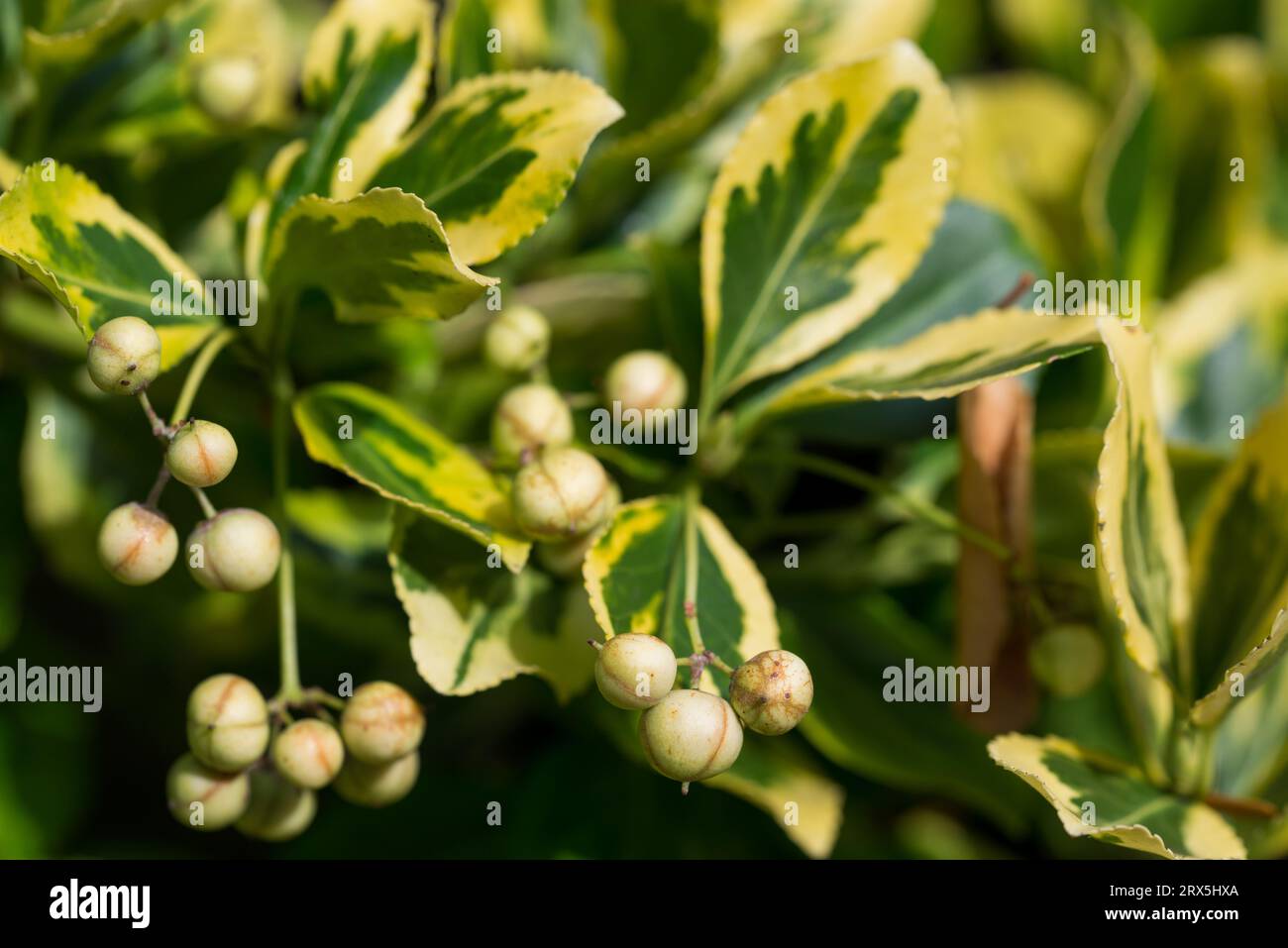 Euonymus fortunei, Fortune's spindle plant leaves and berries closeup ...