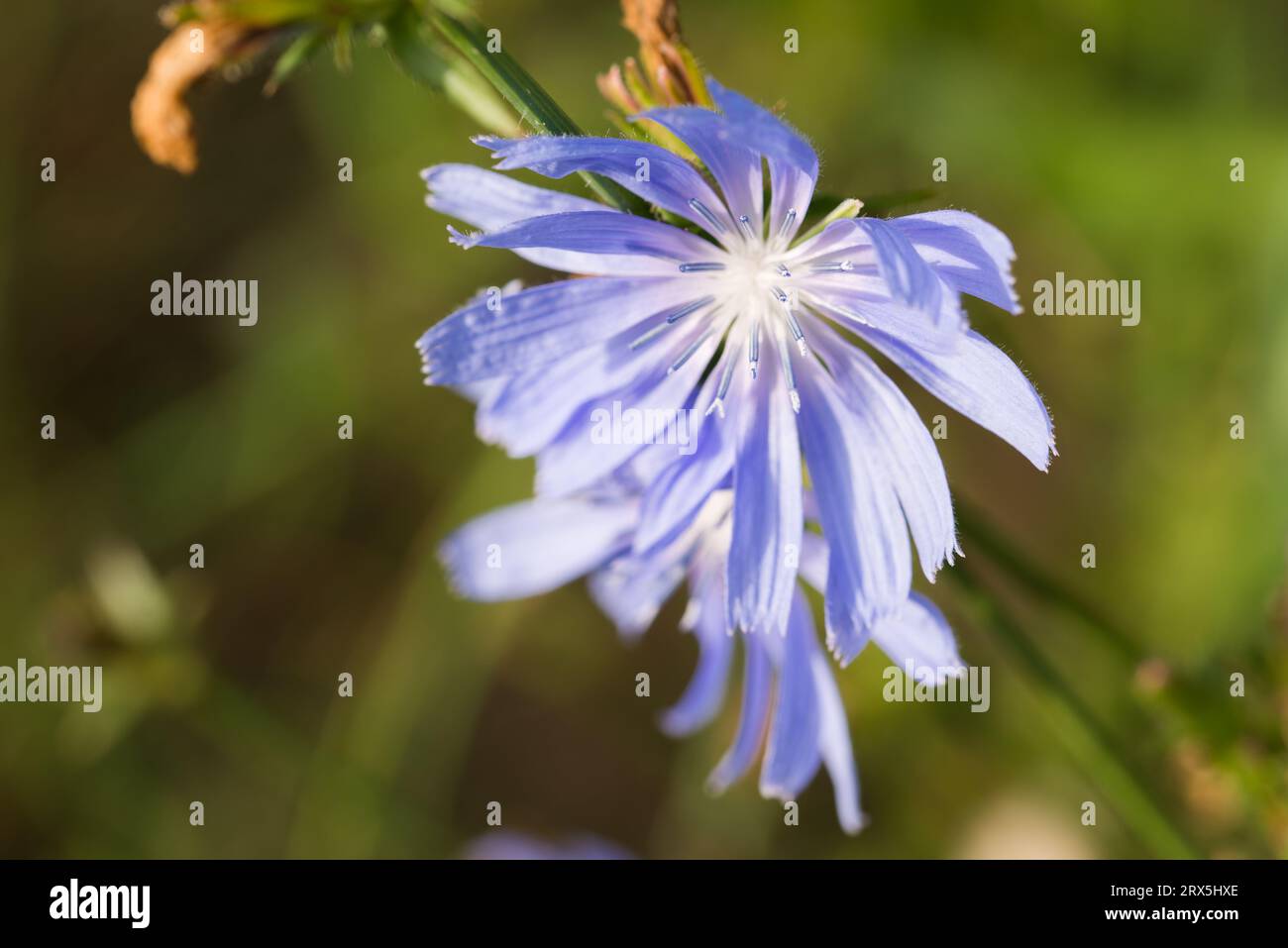 Common chicory blue summer flower closeup selective focus Stock Photo ...