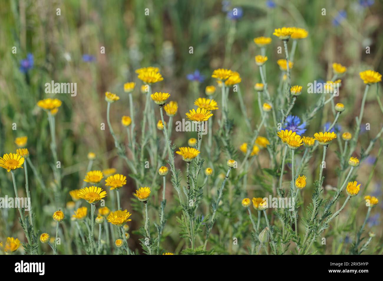 Yellow chamomile (Cota tinctoria Stock Photo - Alamy