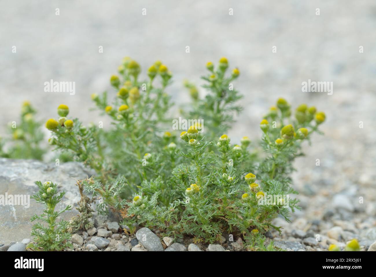 Pineapple weed hi-res stock photography and images - Alamy