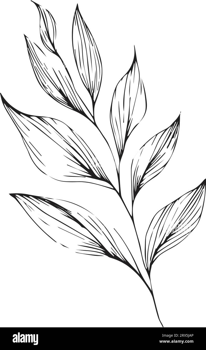Floral line drawings Stock Vector Images - Alamy Floral line drawings Stock Vector Images - Alamy