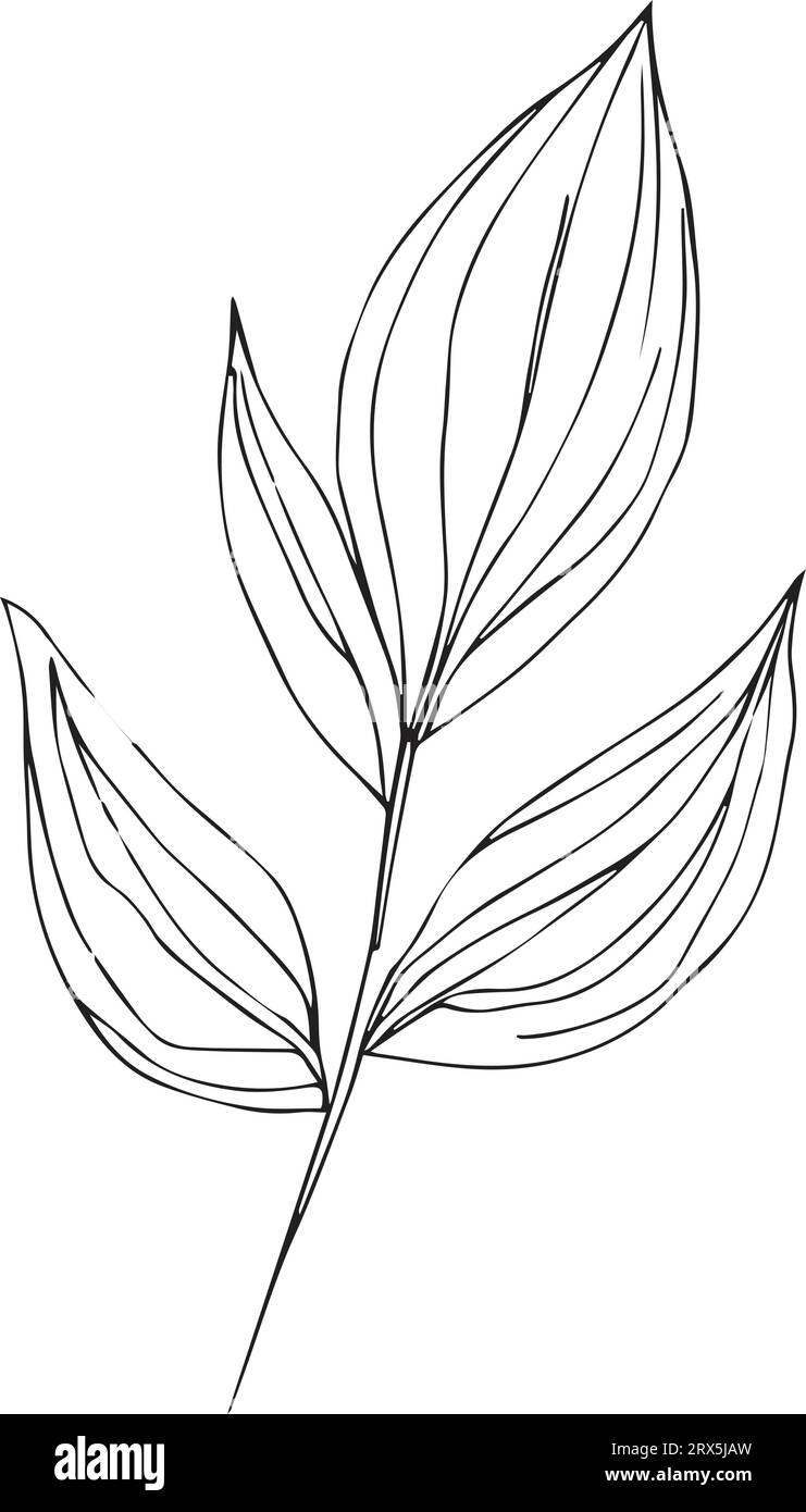 Floral line drawings Stock Vector Images - Alamy