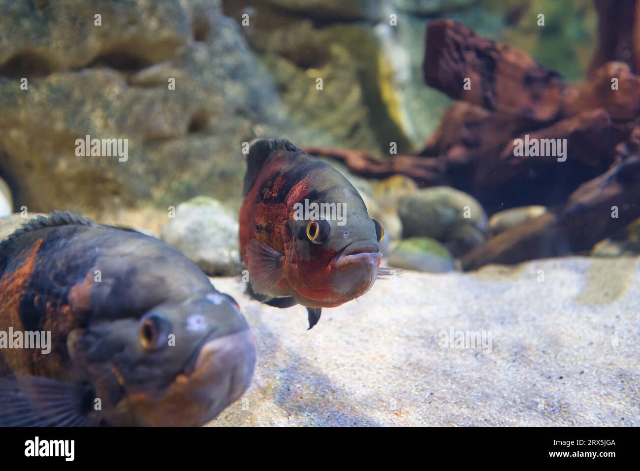 The oscar is a species of fish from the cichlid family known under a ...