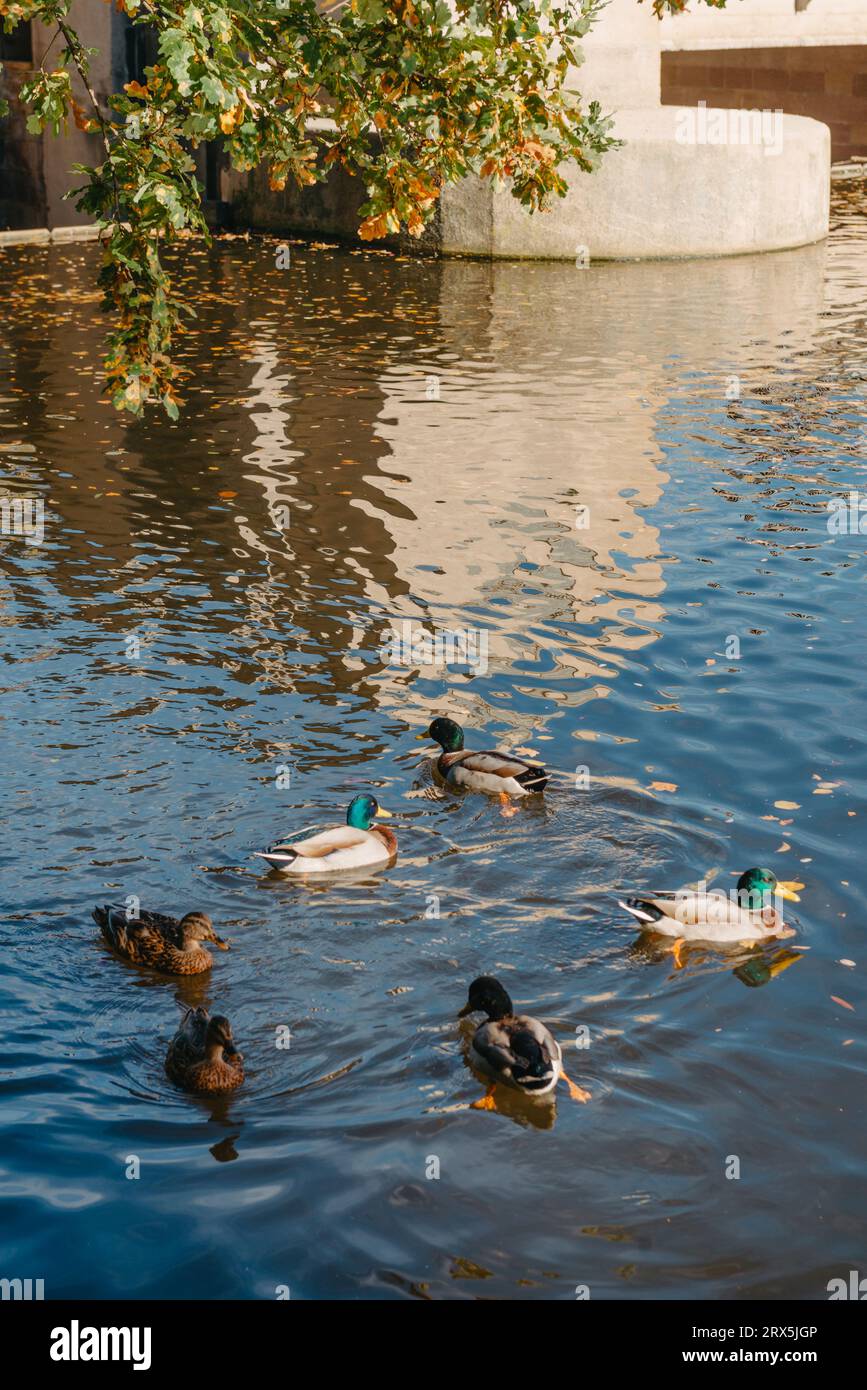 Ducks on the lake in the park. Park in the fall. Autumn trees. Wild ...