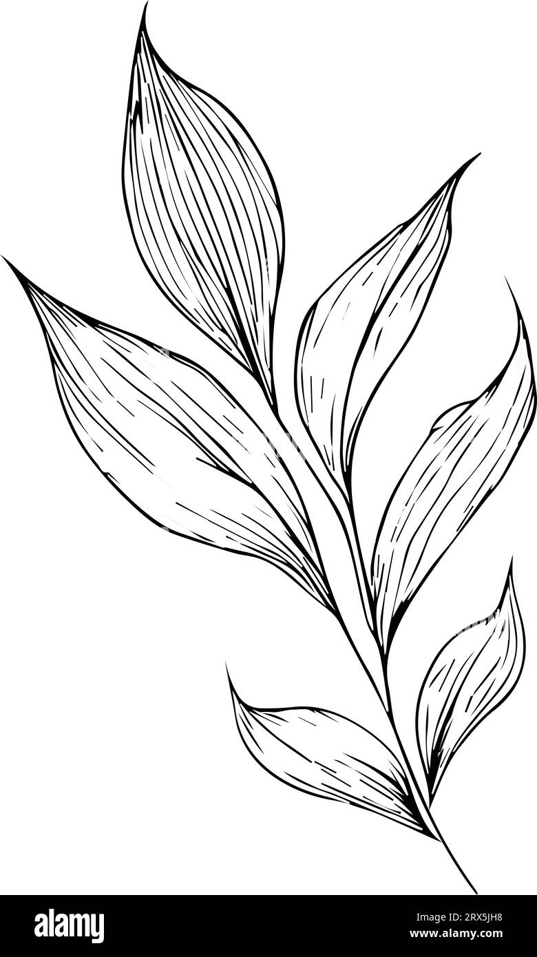 Floral line drawings Stock Vector Images - Alamy