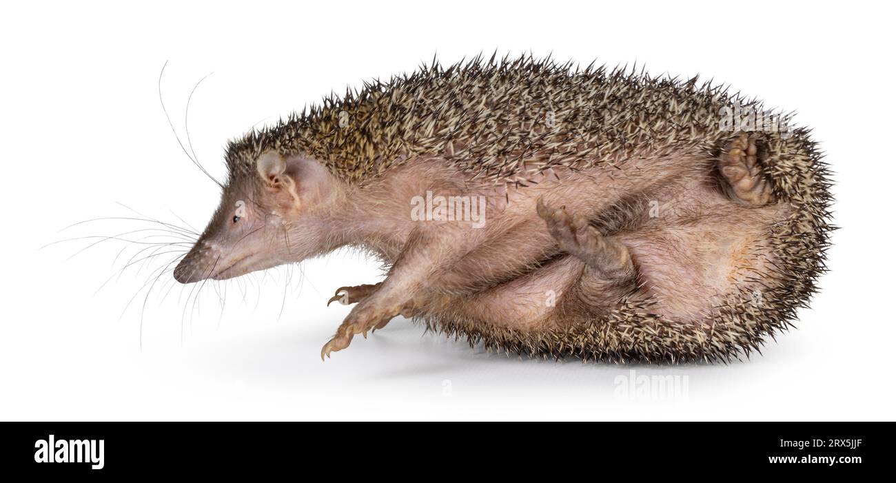 Greater hedgehog or large Madagascar sokina aka Setifer setosus, coming ...