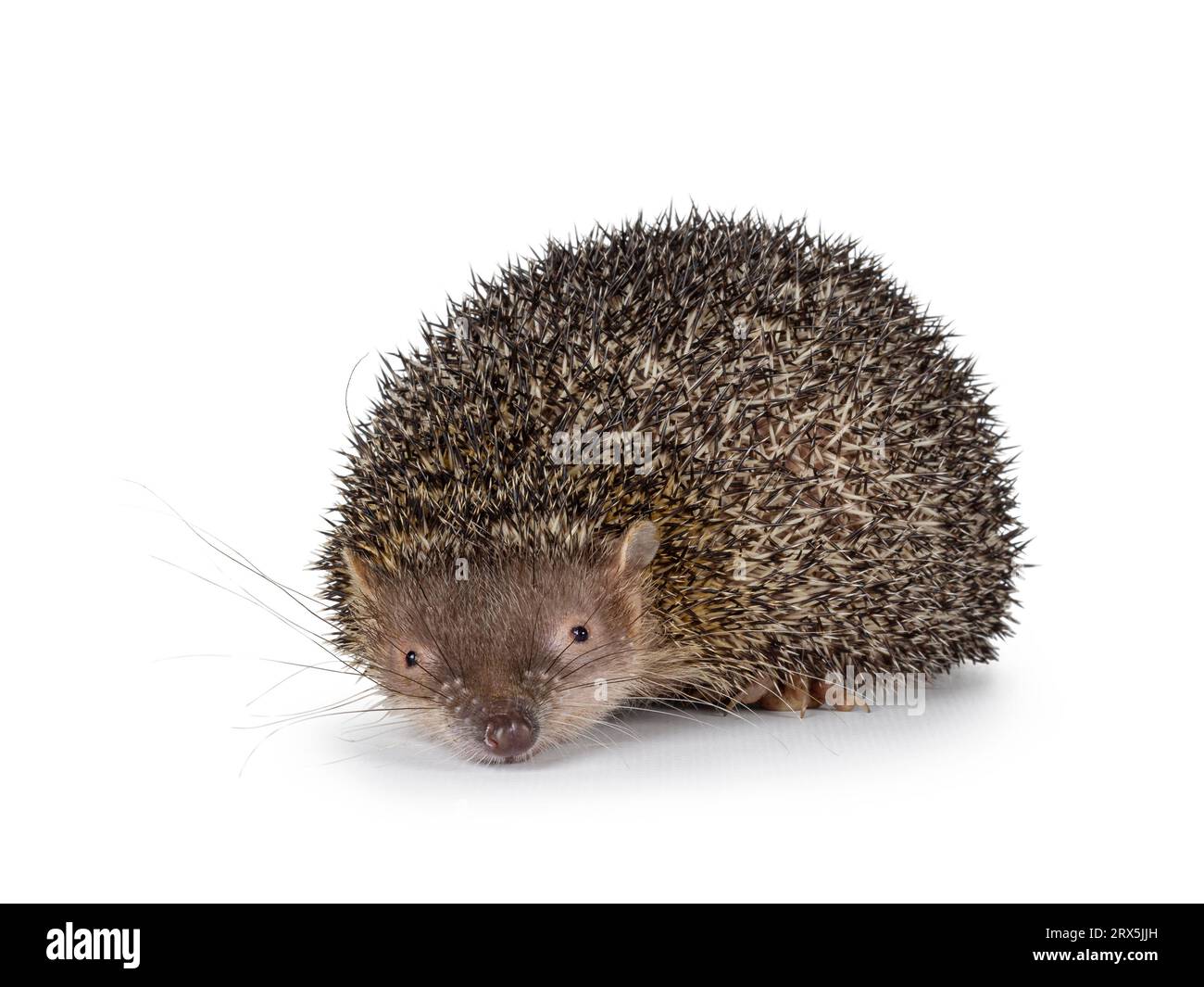 Greater hedgehog or large Madagascar sokina aka Setifer setosus, laying ...