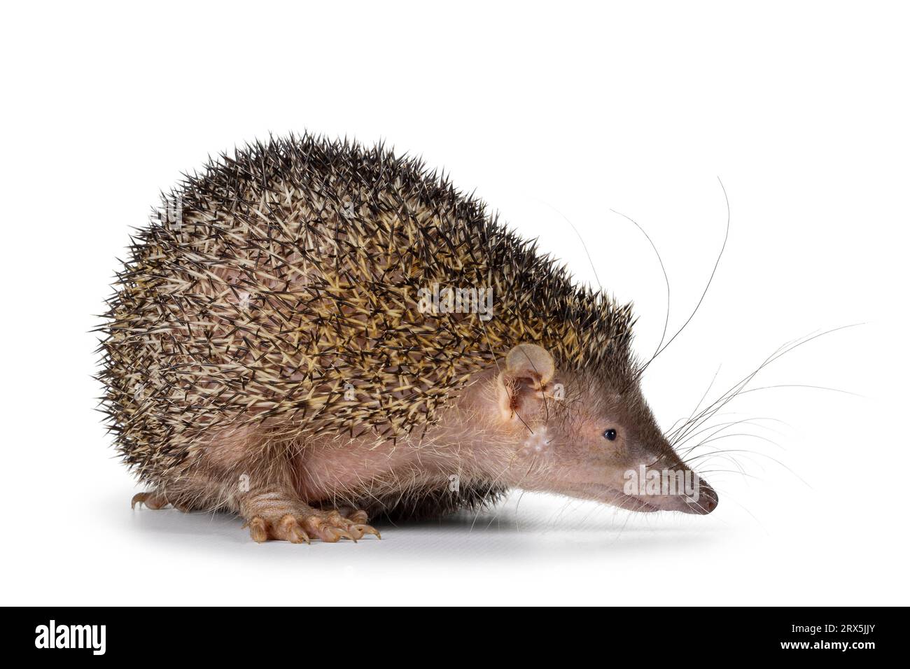 Greater hedgehog or large Madagascar sokina aka Setifer setosus, moving ...