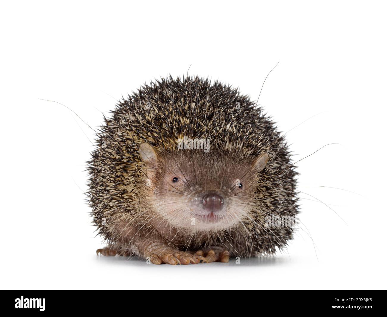 Sokina setifer setosus hi-res stock photography and images - Alamy