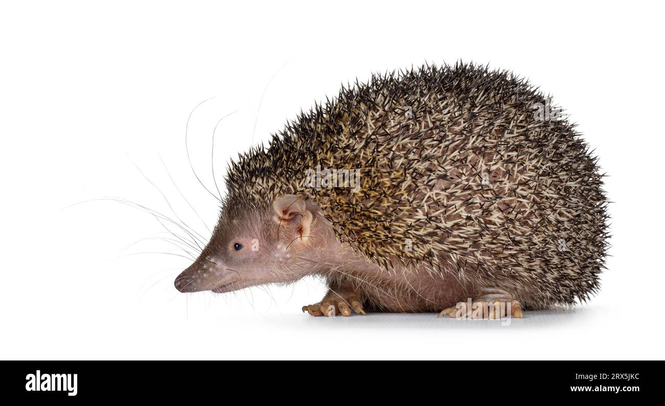 Greater hedgehog or large Madagascar sokina aka Setifer setosus, moving ...