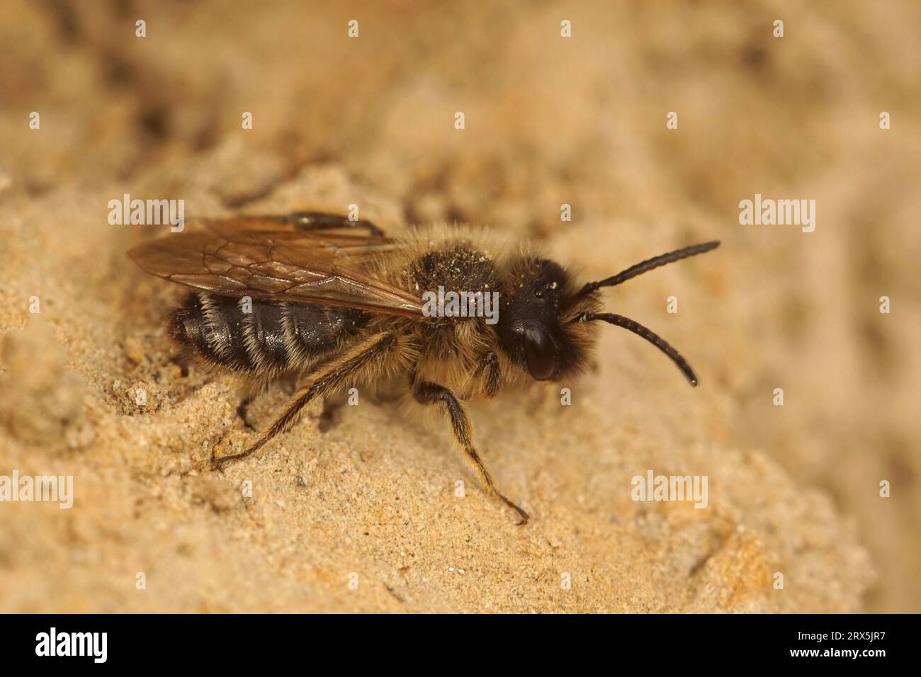 Natural closeup on a male Yellow-legged mining bee, Andrena flavipes ...