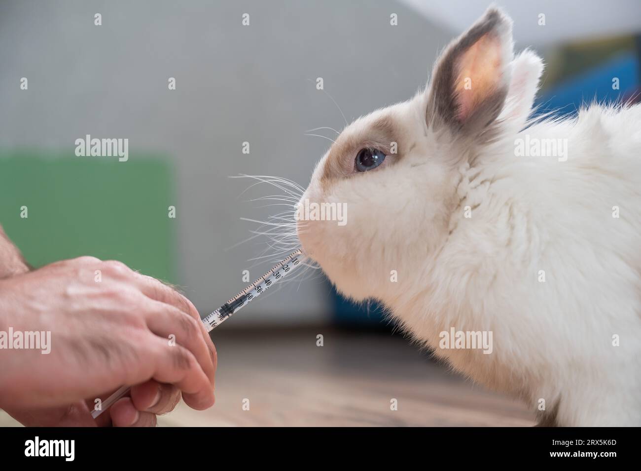 A man gives a rabbit medicine from a syringe. Bunny drinks from a ...