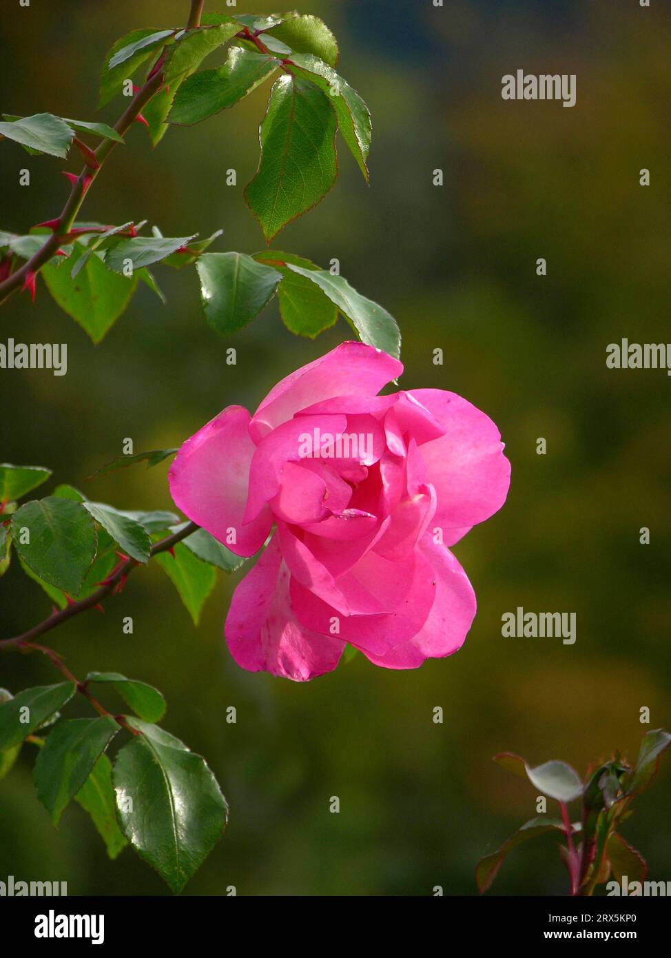 Pink Rose, Centennaire de Lourdes, Delbard-Chabert 1958 Stock Photo - Alamy