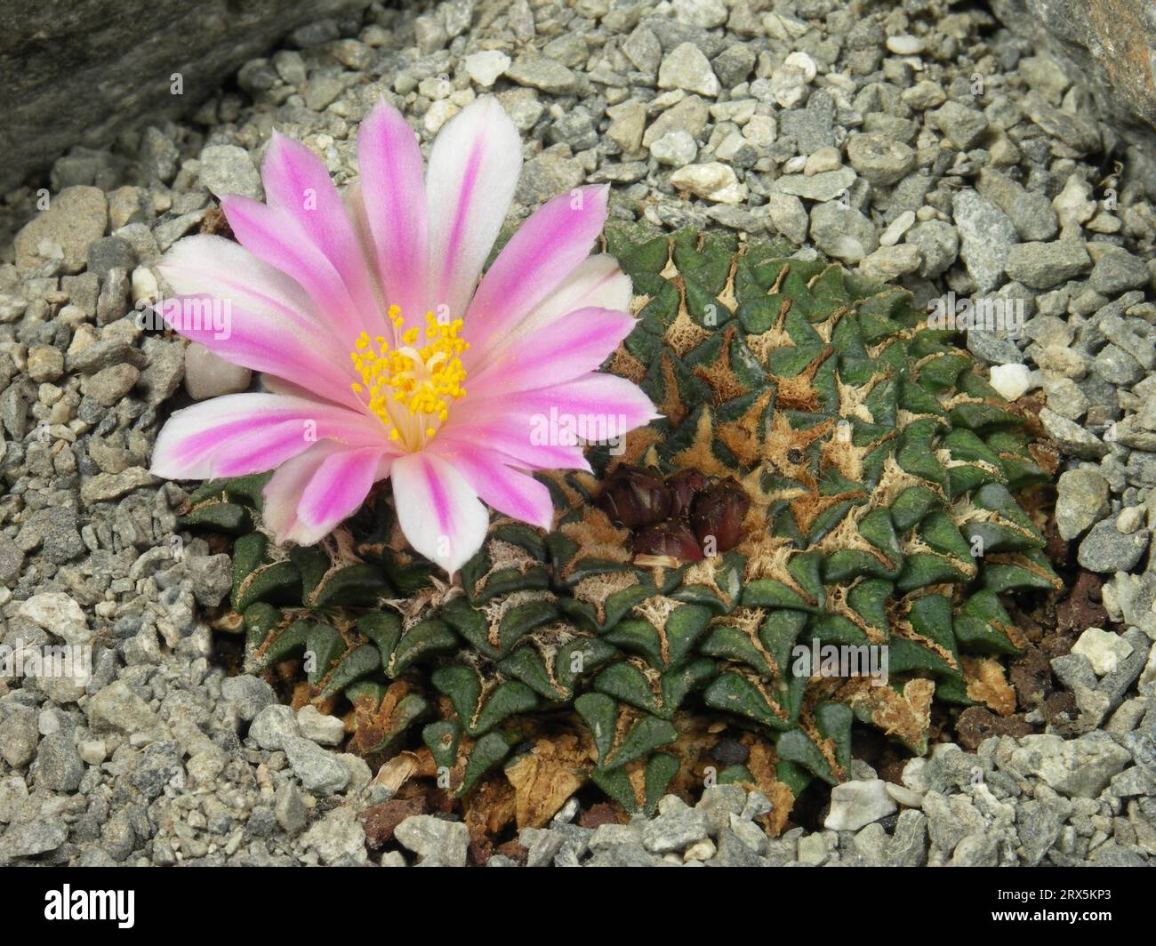 Ariocarpus kotschoubeyanus hi-res stock photography and images - Alamy