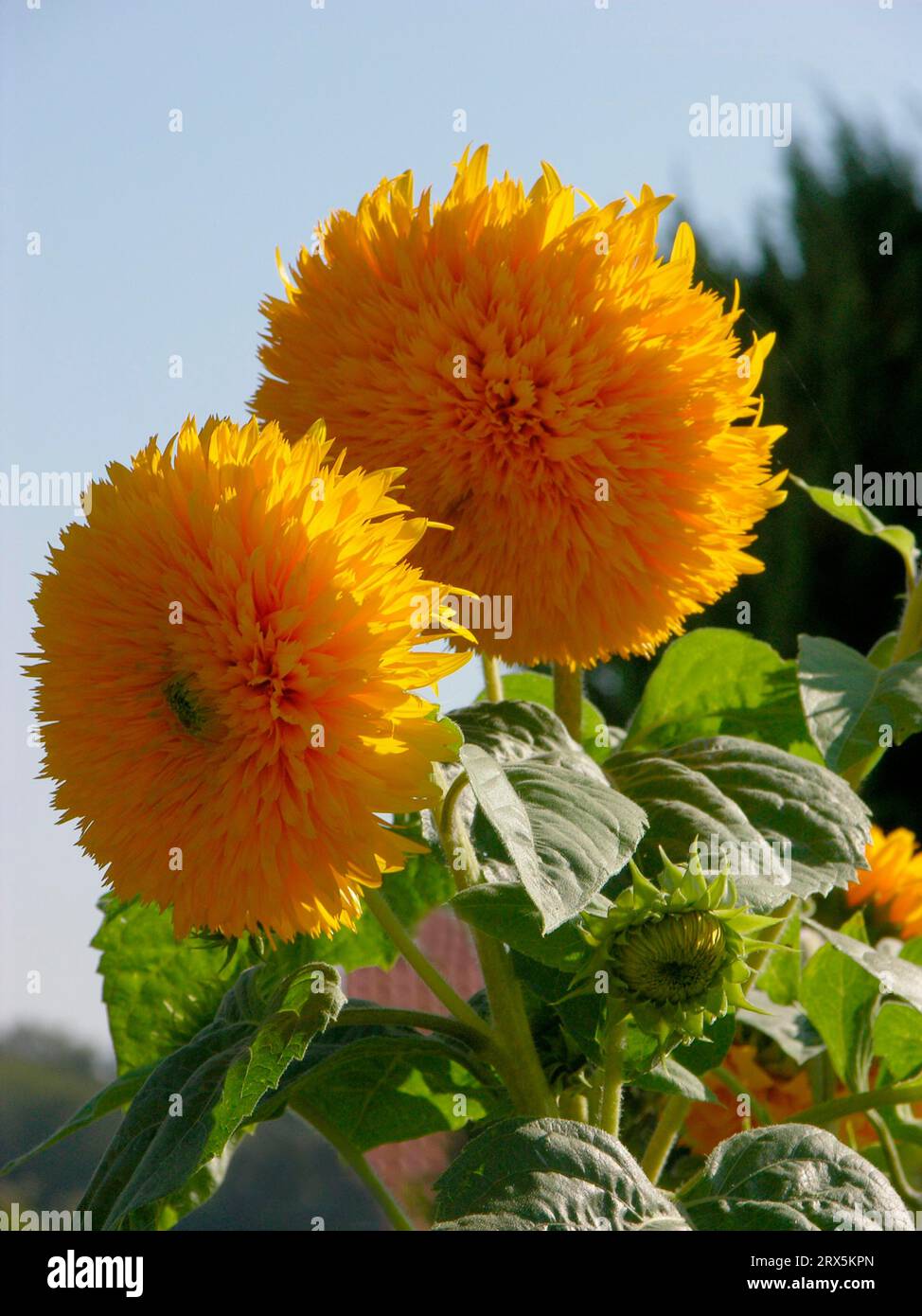 Sunflower filled, Garden sunflower, Perennial sunflower (Helianthus ...