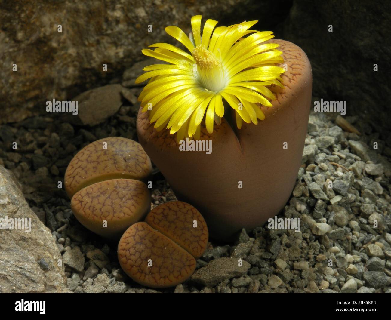 Lithops aucampiae v. koelemannii Living stones Stock Photo - Alamy