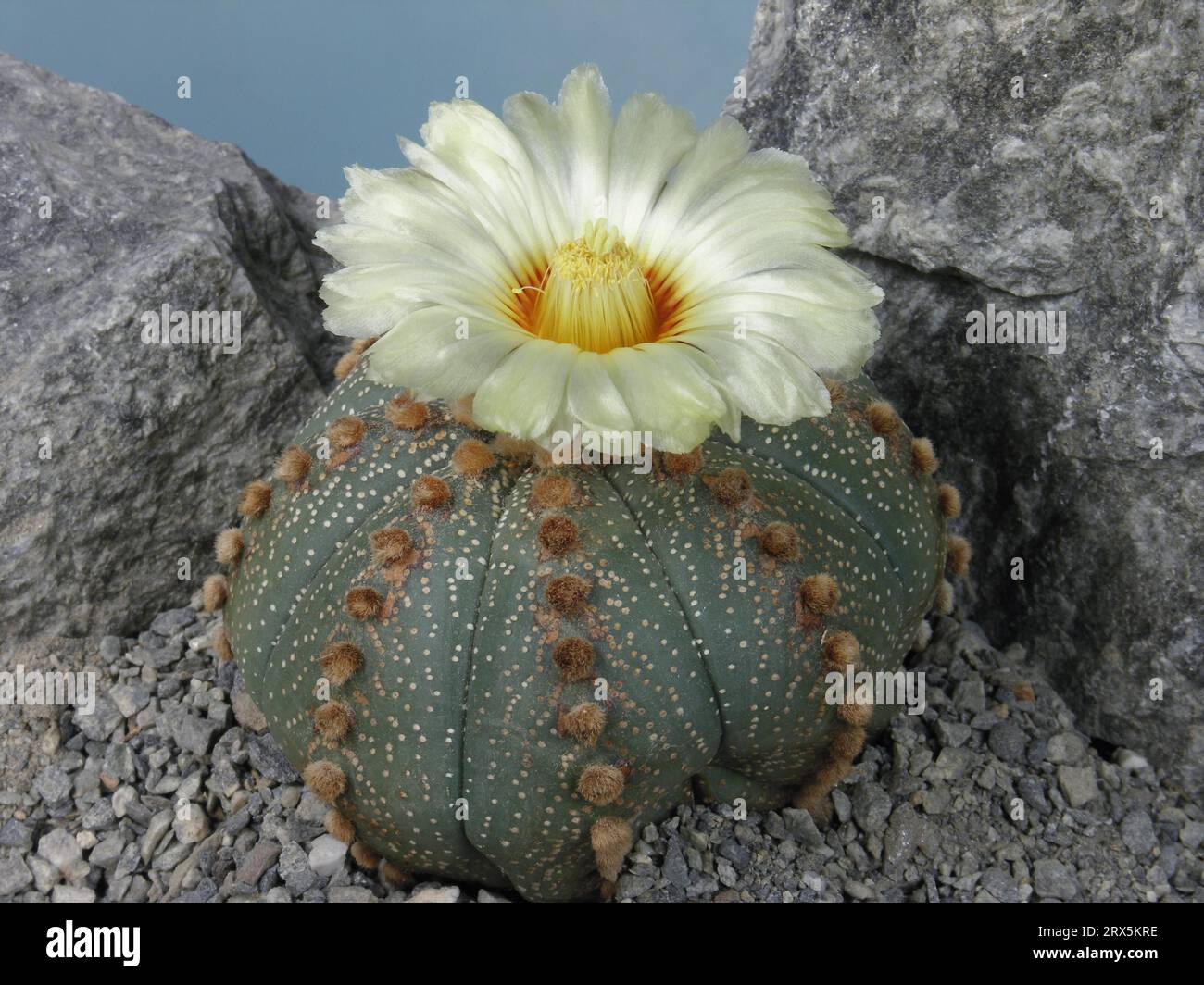 Urchin cactus hi-res stock photography and images - Alamy