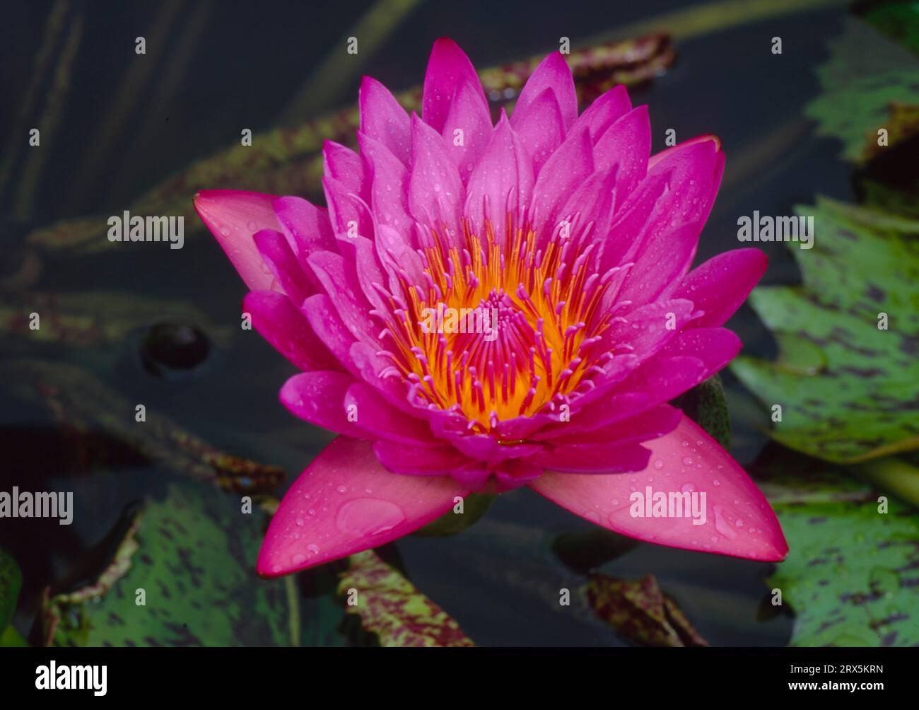 Nymphaea candida hi-res stock photography and images - Alamy