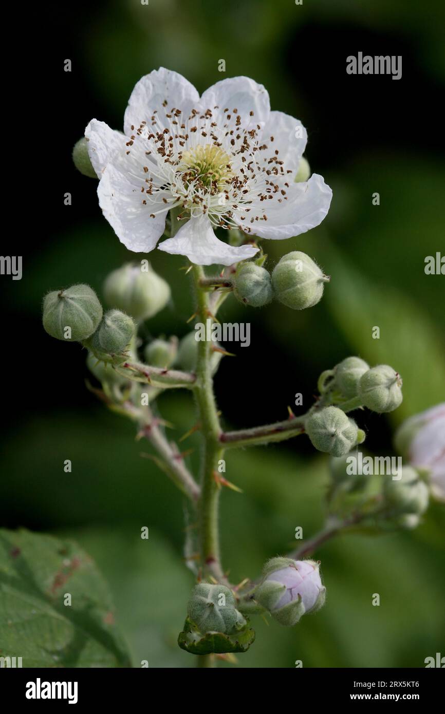 Flowering blackberry (Rubus fruticosus) Bramble Stock Photo - Alamy