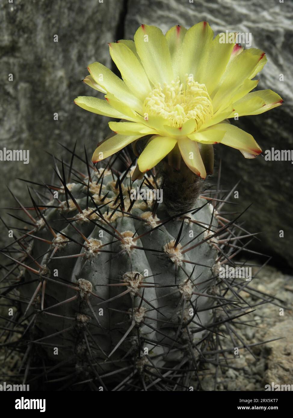 Acanthocalycium glaucum hi-res stock photography and images - Alamy