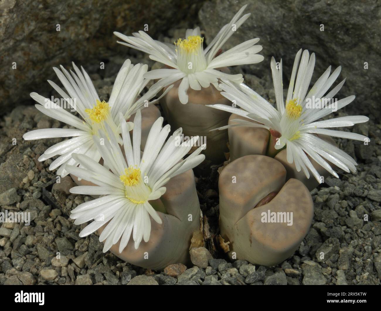 Lithops karasmontana v. opalina Living Stones Stock Photo - Alamy