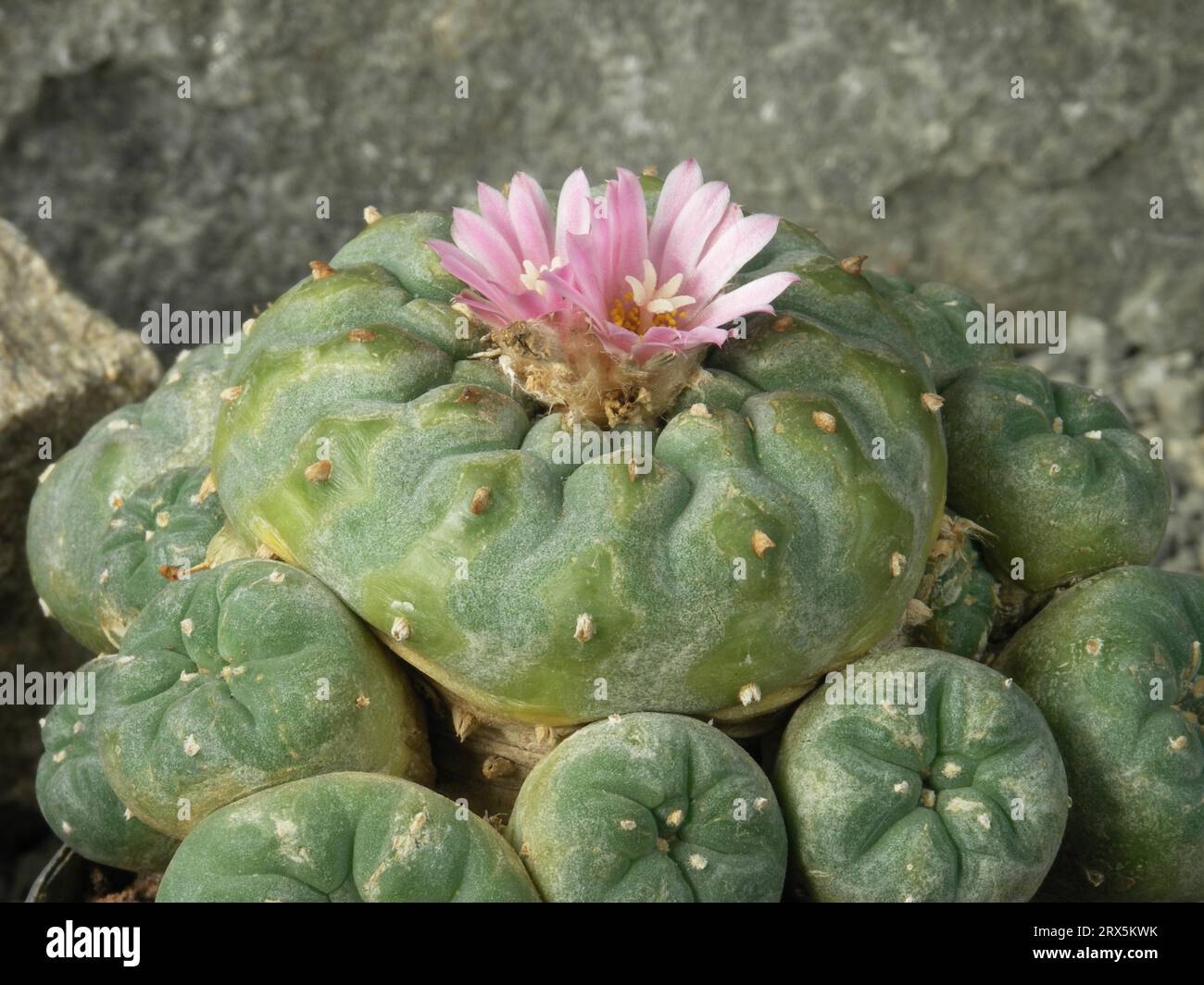 Lophophora fricii Peyotl, Narcotic Cactus, Liquorhead Stock Photo - Alamy