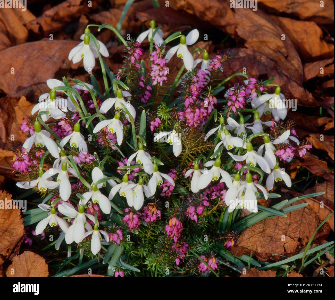 Snowdrop with heather (Erica), common snowdrop (Galanthus nivalis ...