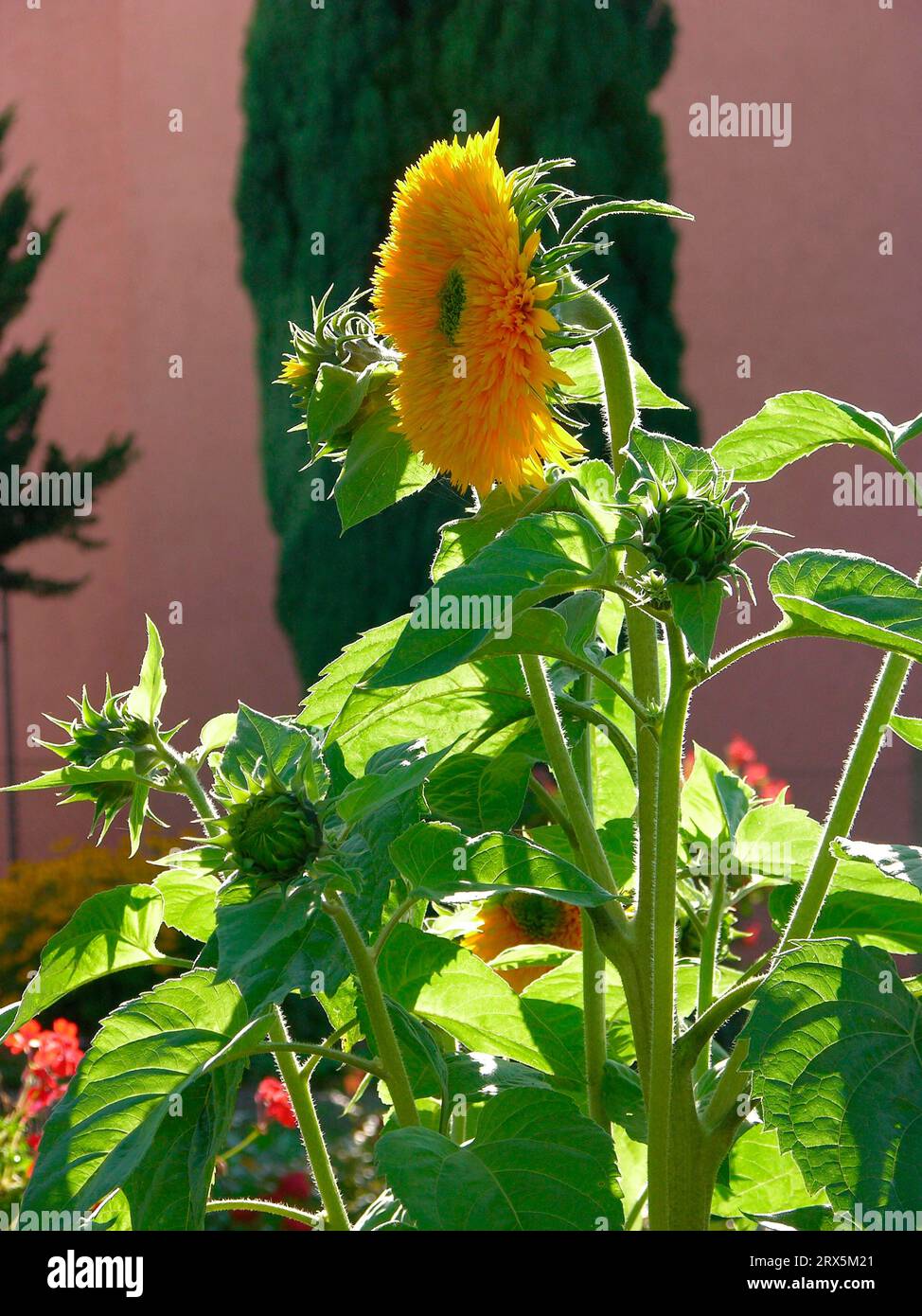 Sunflower filled, Garden sunflower, Perennial sunflower (Helianthus ...