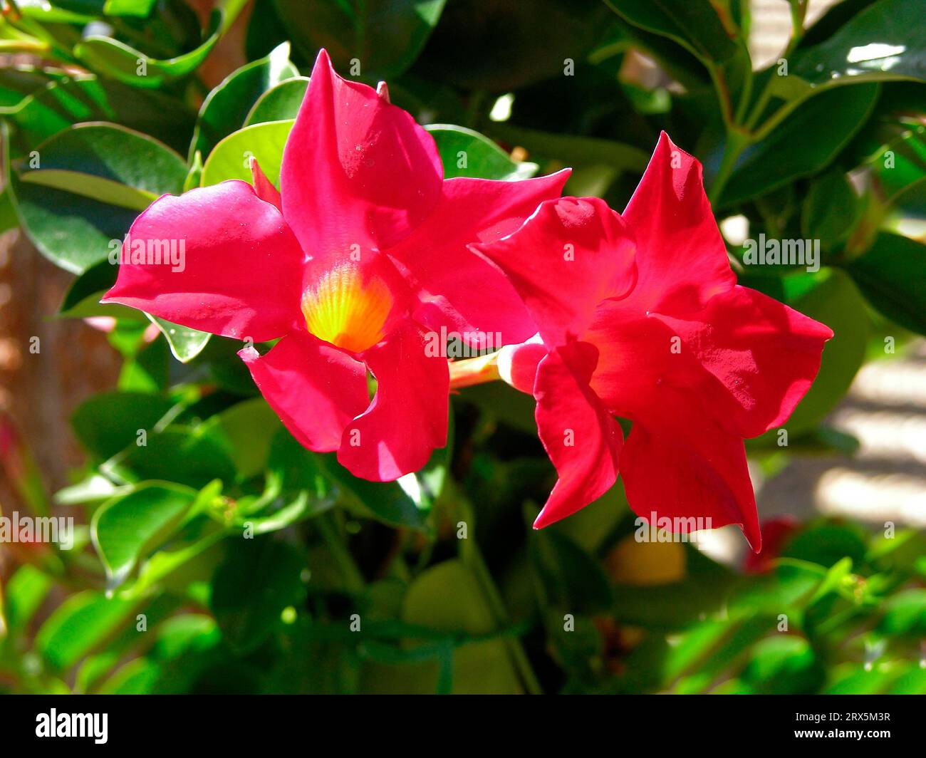 Houseplant, Dipladenia, Dipladenia sanderi Stock Photo - Alamy
