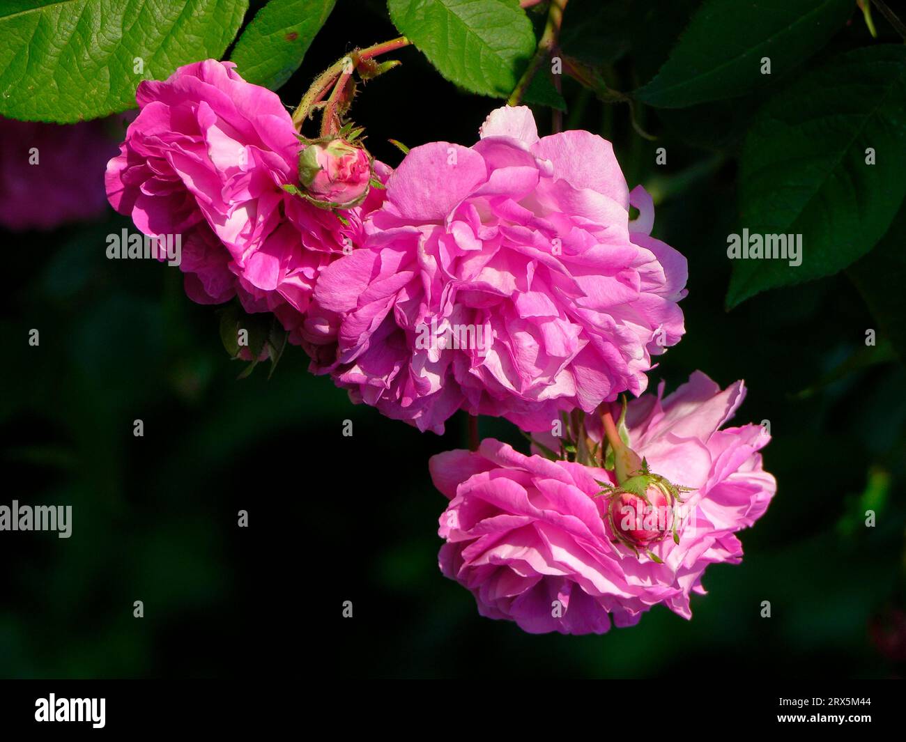Pink climbing rose hi-res stock photography and images - Alamy
