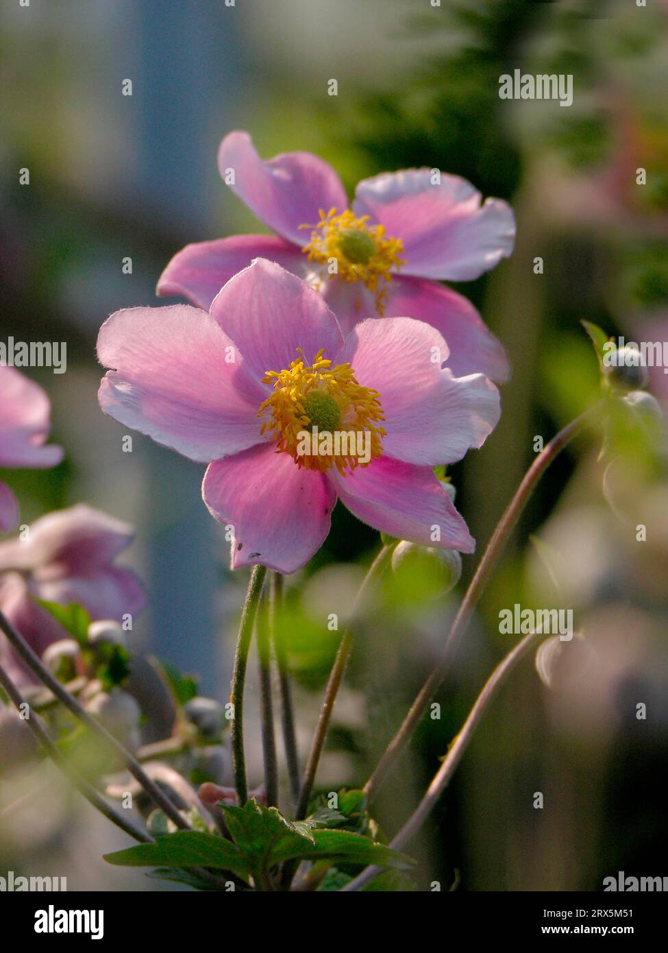 Anemone huphensis Japonica Hybrid Anemone hupehensis, Autumn Anemone ...