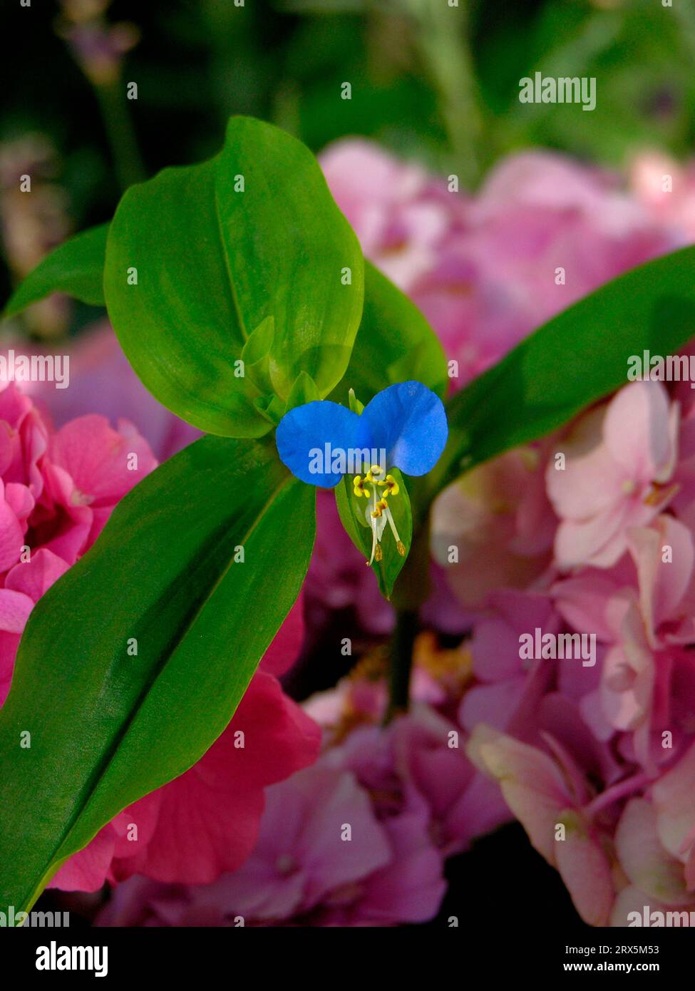 Tinantia erecta False Dayflower Commelinaceae Three-master family Stock ...