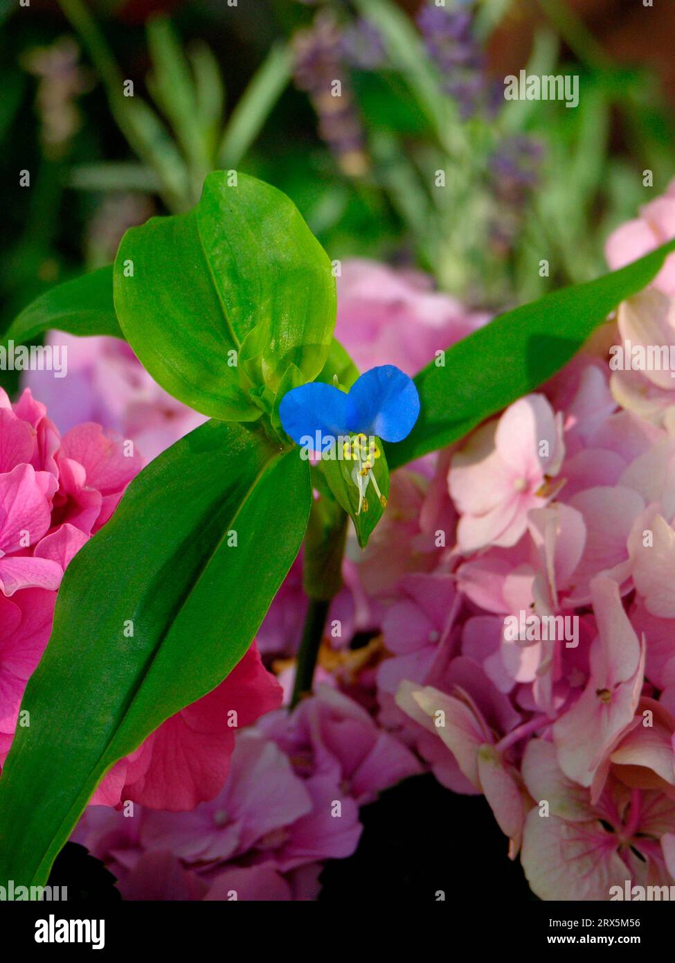 Tinantia erecta False Dayflower Commelinaceae Three-master family Stock ...