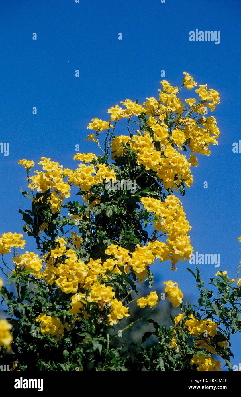 Ginger-thomas (Tecoma stans), Yellow trumpet flower, sometimes also as ...