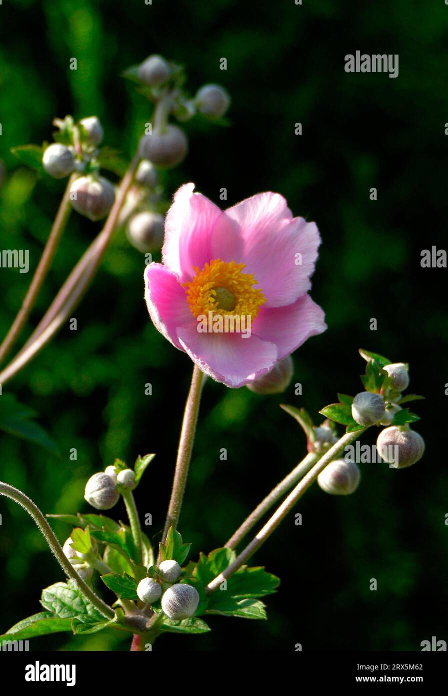 Anemone huphensis Japonica Hybrid Stock Photo - Alamy