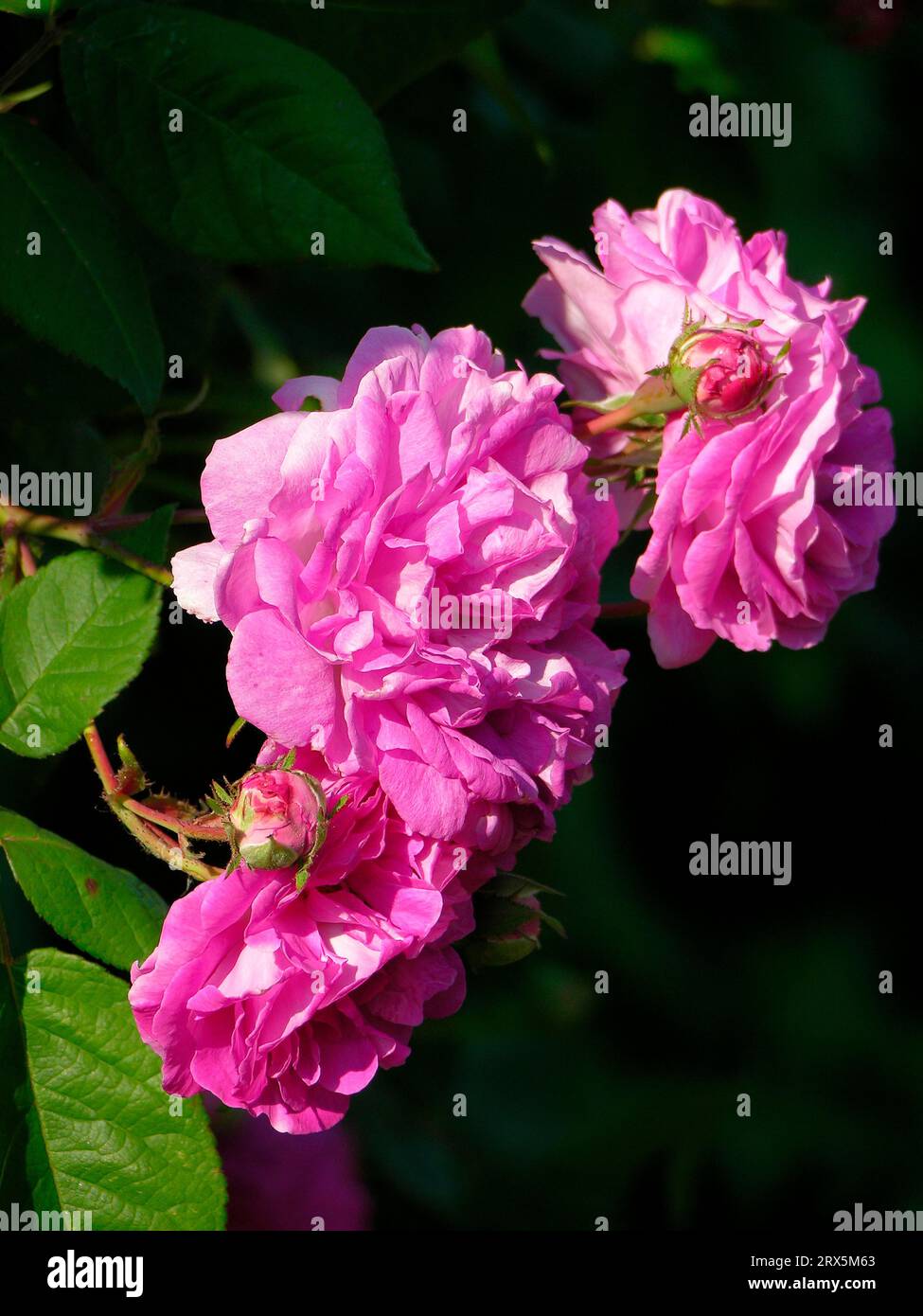 Pink climbing rose hi-res stock photography and images - Alamy