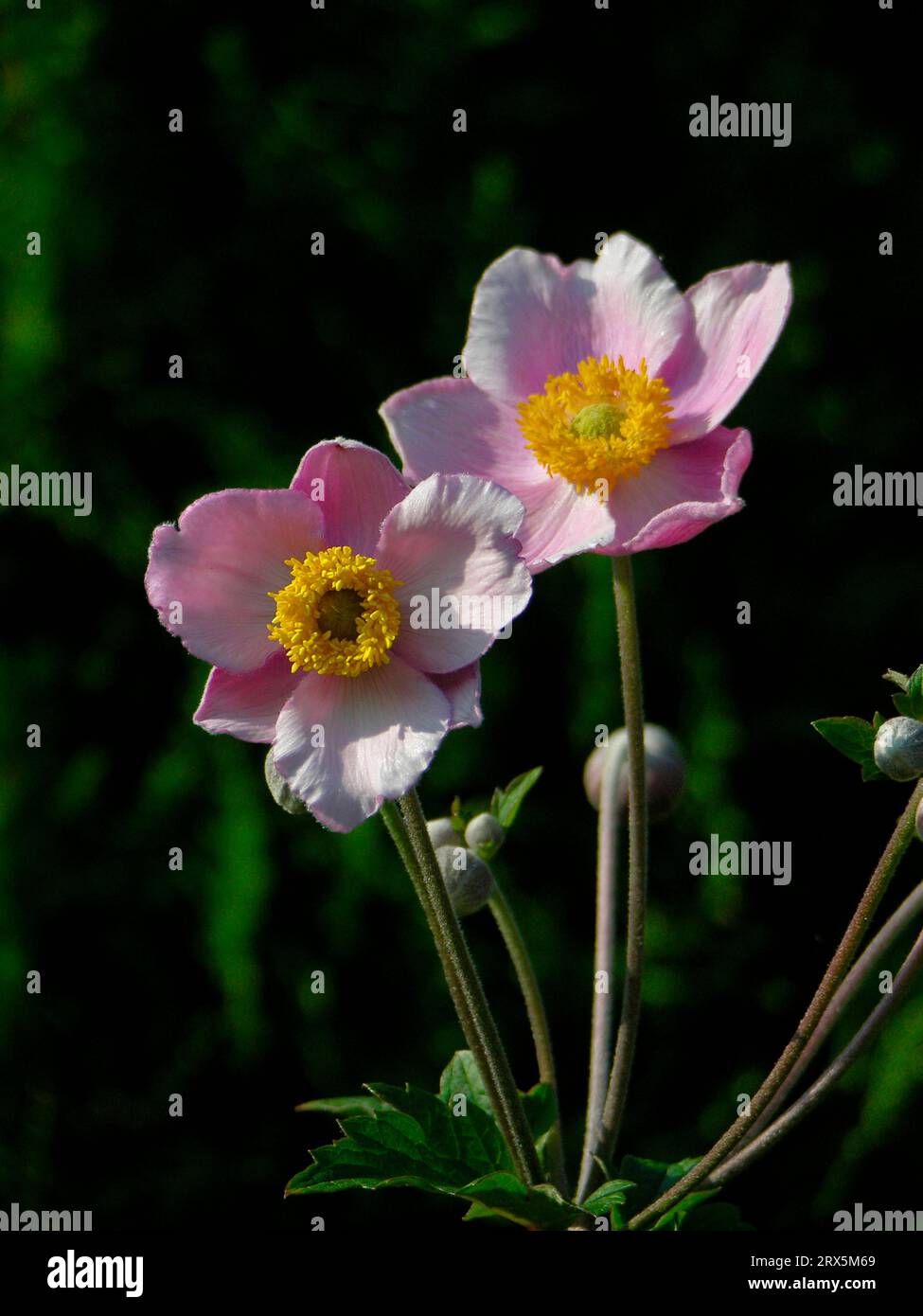 Anemone huphensis Japonica Hybrid Stock Photo - Alamy