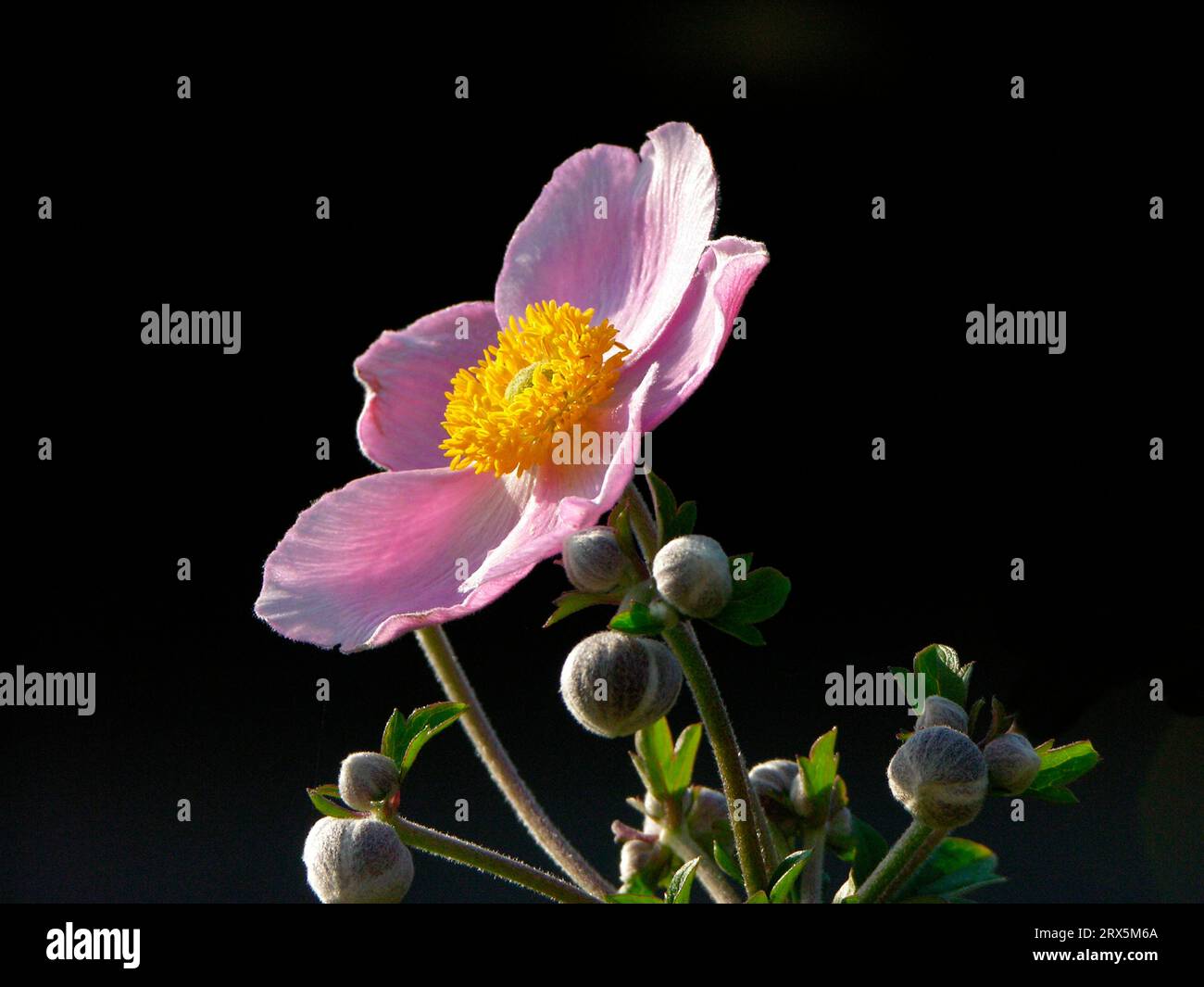 Anemone huphensis, Japonica hybrid, flower Stock Photo - Alamy