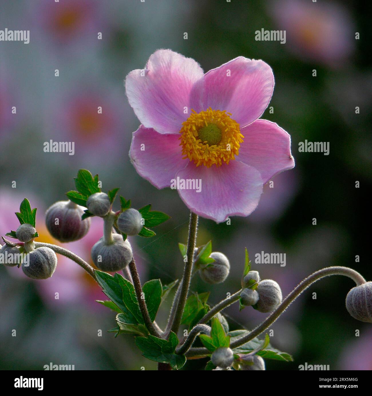 Anemone huphensis Japonica Hybrid Anemone hupehensis, Autumn Anemone ...