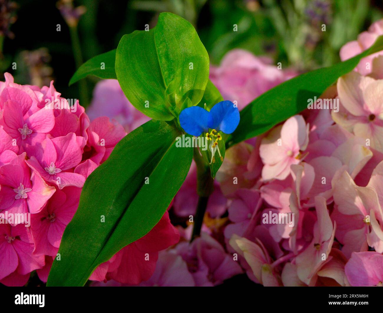 Tinantia erecta False Dayflower Commelinaceae Three-master family Stock ...