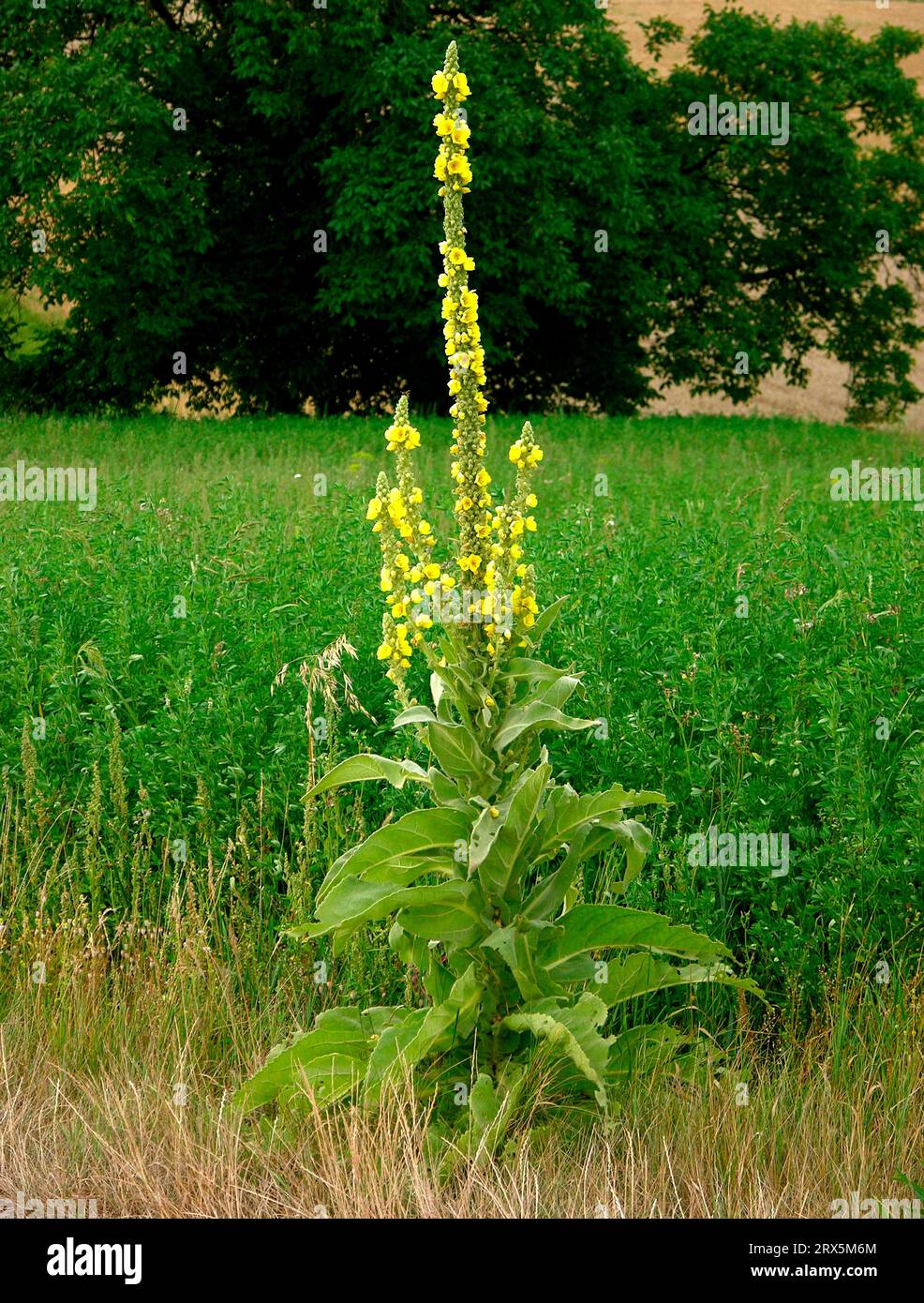 Ladys mullein hi-res stock photography and images - Alamy