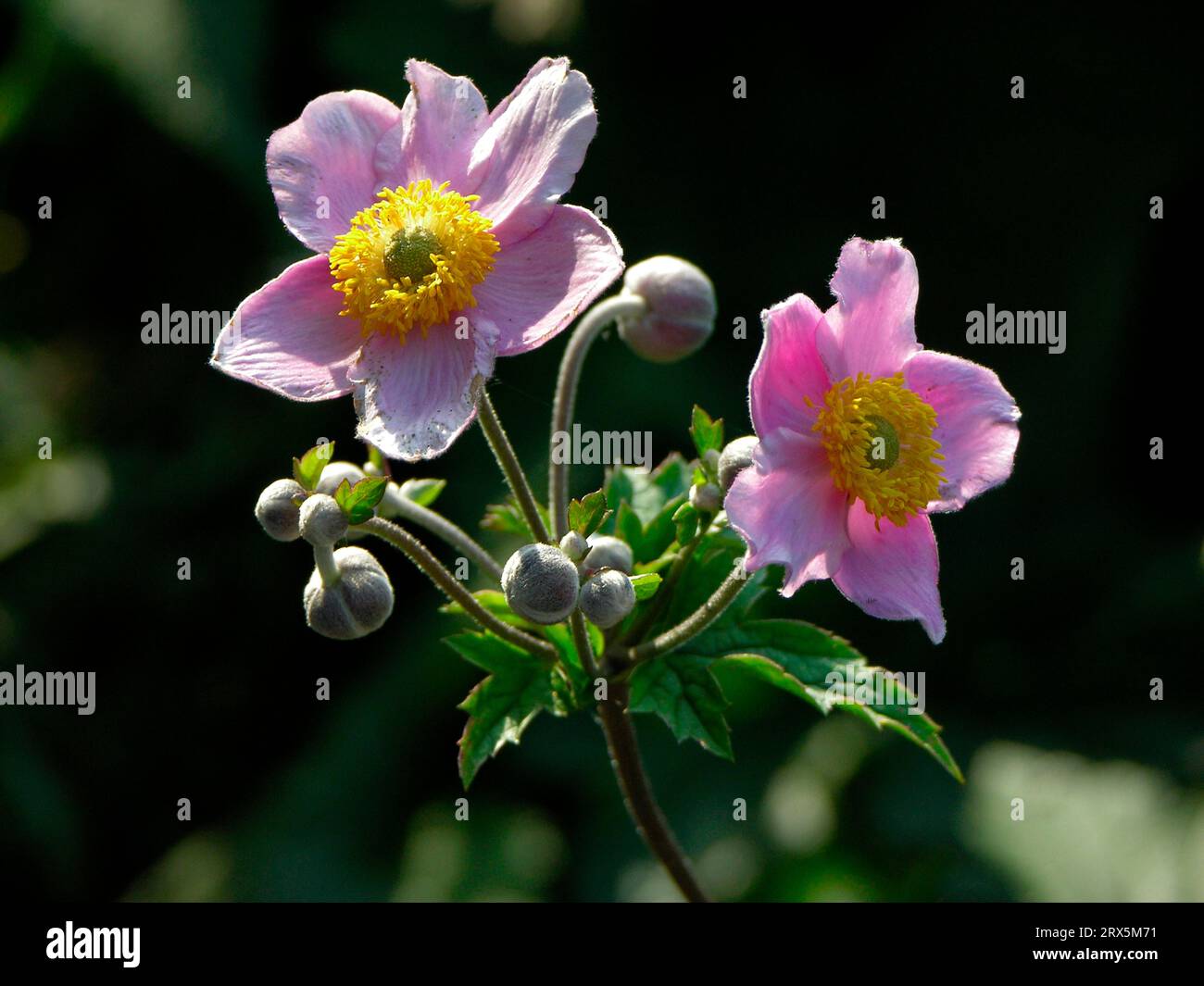 Anemone huphensis Japonica Hybrid Anemone hupehensis, Autumn Anemone ...