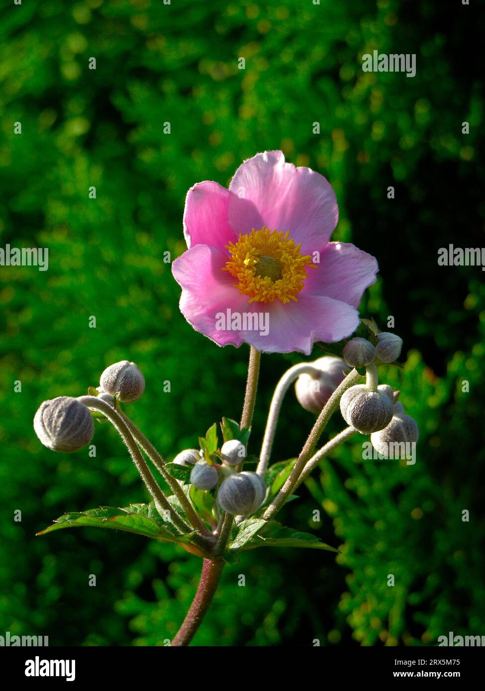 Anemone huphensis Japonica Hybrid Stock Photo - Alamy