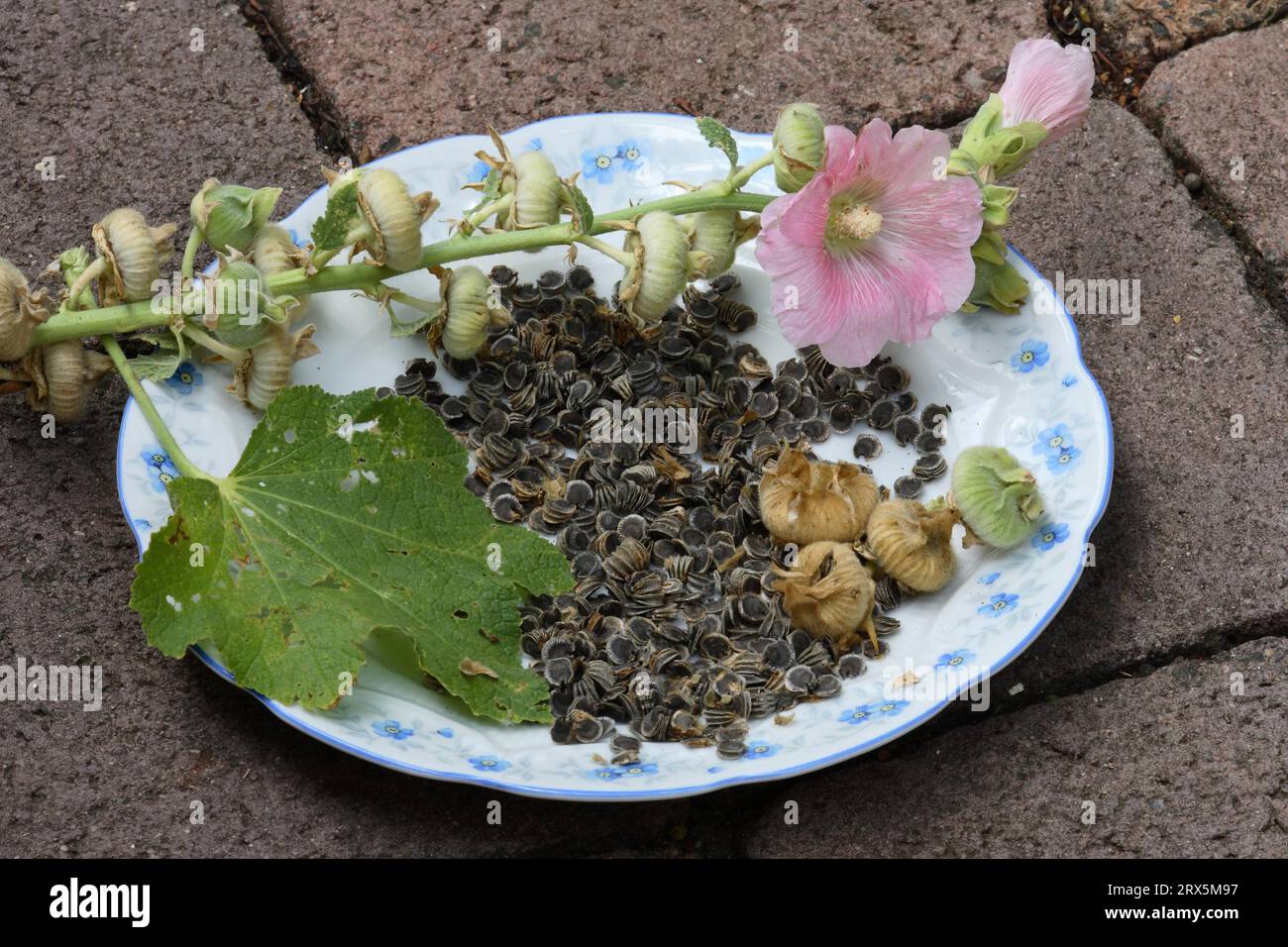 Flower, leaves and seeds of the hollyhock Althaea rosea Mallow Stock ...