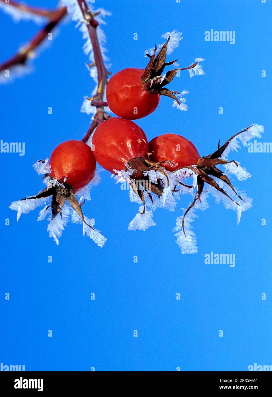 Rose hip, rose hip (also Haegen) (Hiffen) (Hiften) (Rosenaepfel) dog ...