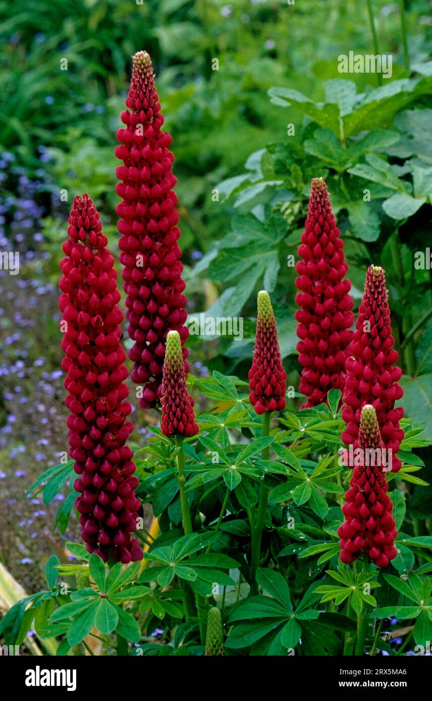 Wolf plan hi-res stock photography and images - Alamy