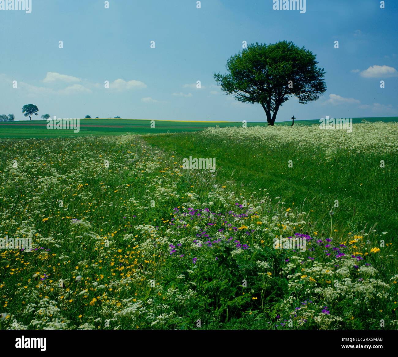 Tree in colored flower meadow, meadow scenery, Tree in colored flower ...