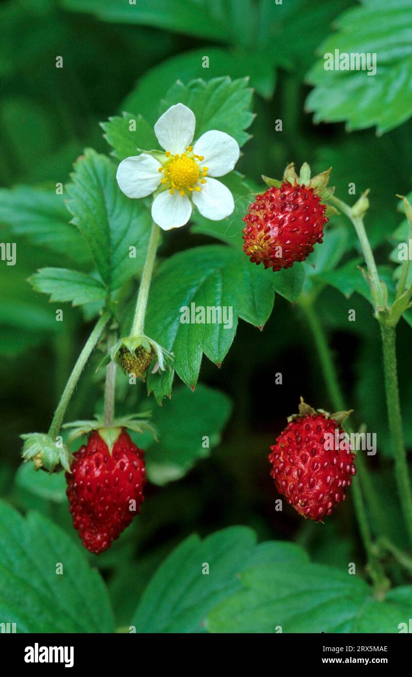 Woodland strawberry (Fragaria vesca), Wild strawberry Stock Photo - Alamy