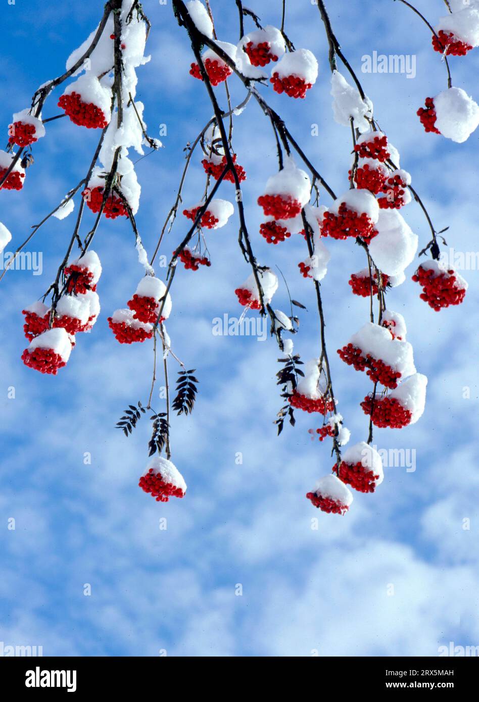 Rowan or mountain ash, european rowan (Sorbus aucuparia), quince, or ...